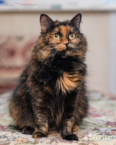 Красивая трёхцветка Сима ищет дом