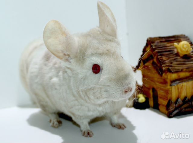 Шиншилла Очень светлая пастель бархатная девочка