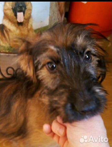 Ищет добые руки