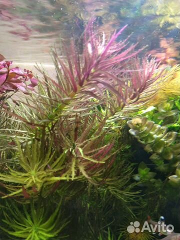 Аквариумное растение лимнофила ароматика