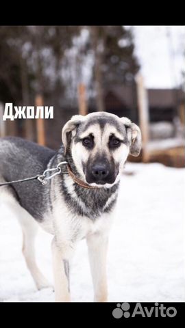 Девочки щенки ждут своих хозяев