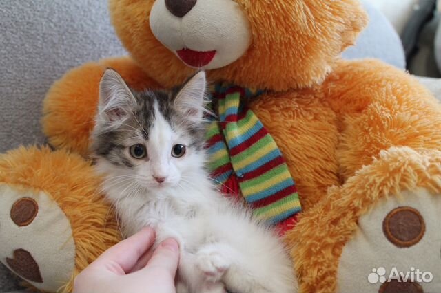 Котятки ищут мам и пап