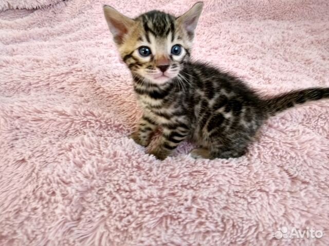 Бенгальская