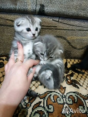 Шотландские вислоухие котята