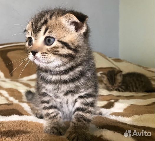 Шотландские котята-тигрята