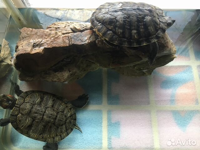 Черепахи (красноухие)