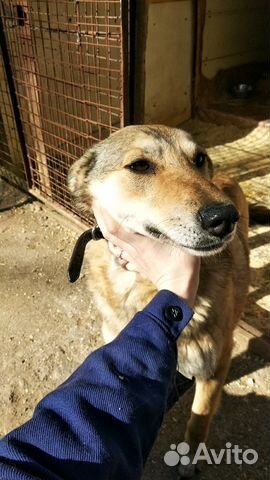 Собаня ищет дом