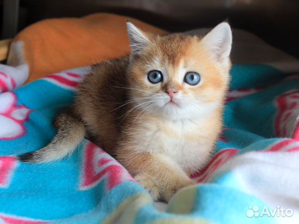 Яша - котик золотая шиншилла