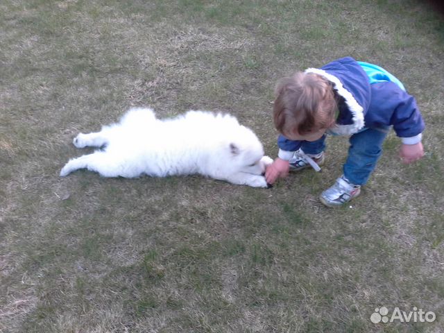 Белый друг семьи