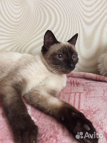Найден сиамский котик,очень ласковый и умный,возра