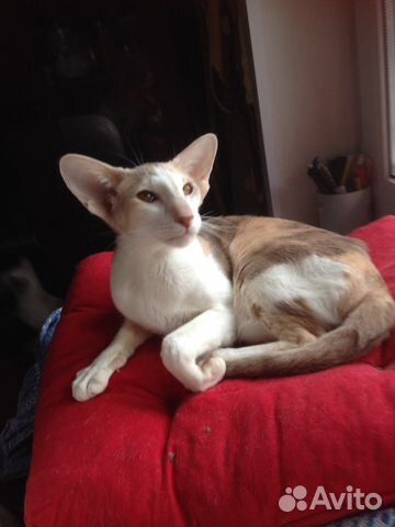 Молодая ориенталочка экстремального типа