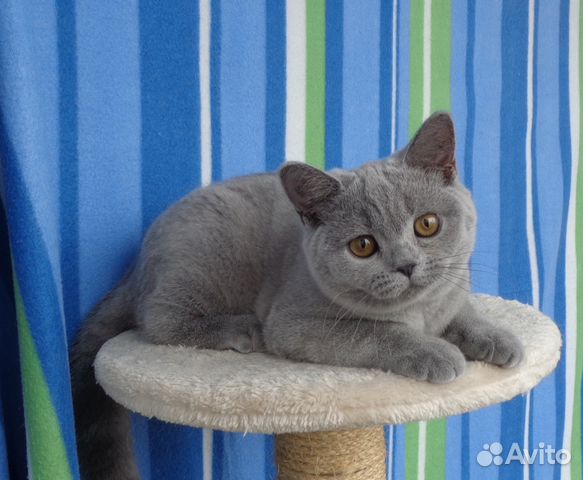 Британская девочка от питомника "Luxury Tess"