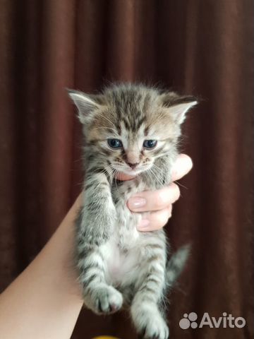 Волчата кошачьи