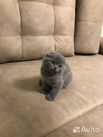 Шотландские котята