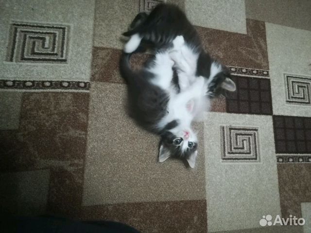 Котятки в добрые руки