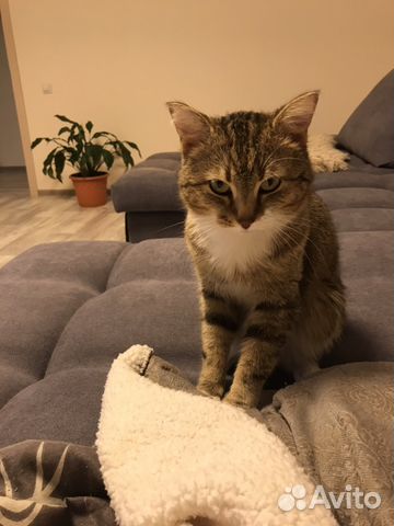 Вязка курильский бобтейл