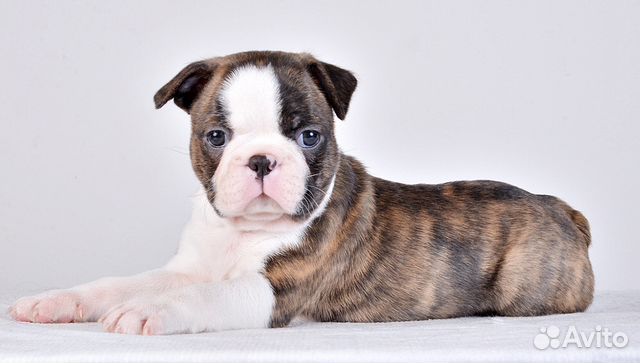 Бостон терьера щенки. Кобели