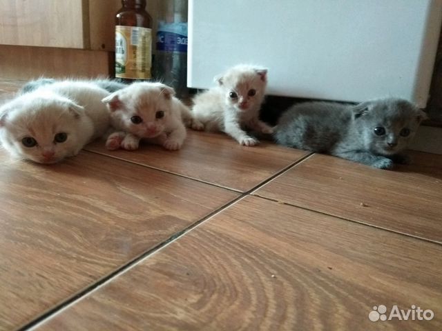 Продам котят