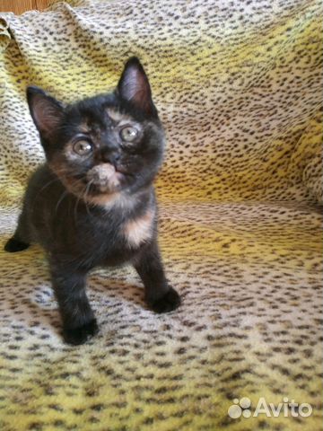 Шотландские котята