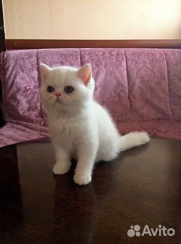 Котик экзот