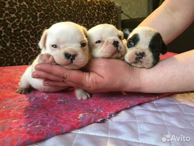 Сладкие плюшки