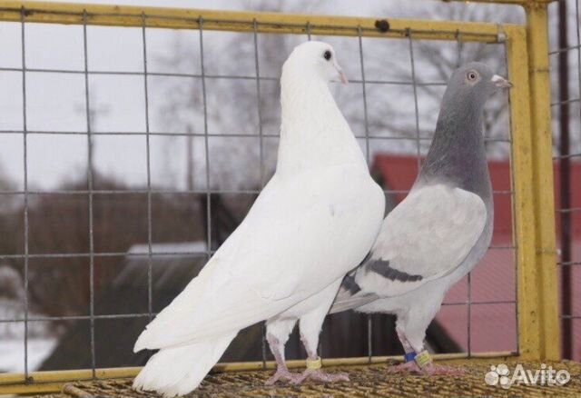 Голуби типплеры,белые