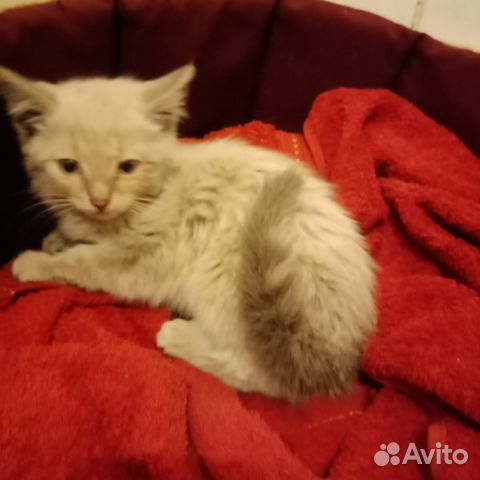 Отдам котенка