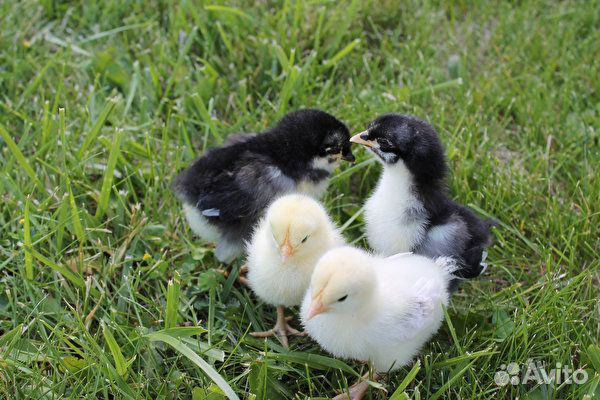 Несушки, мясо-яичные, утята