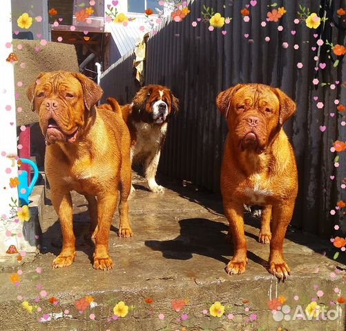 Бордоский дог. Юниоры 10 месяцев