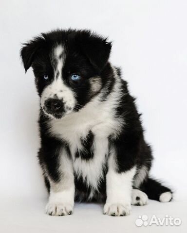 Продам щенков якутской лайки с родословной