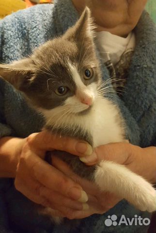 Крошки котята