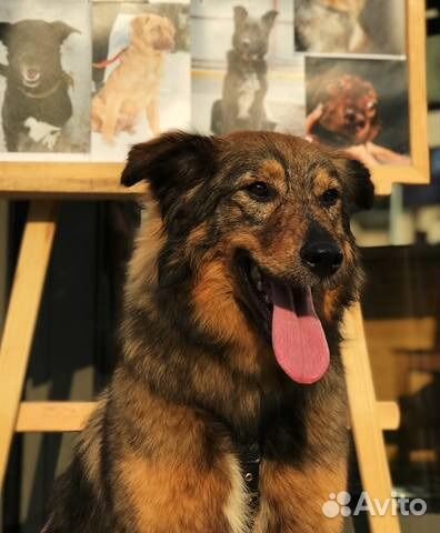 Молоденькая Тесса в добрые руки