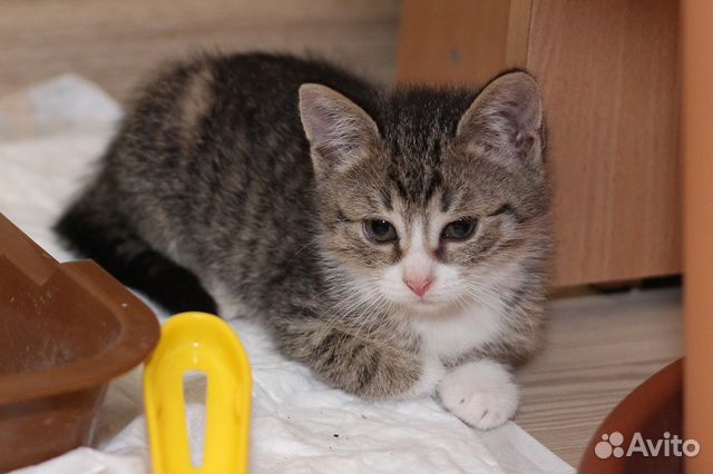 Котенок Бориска в добрые руки