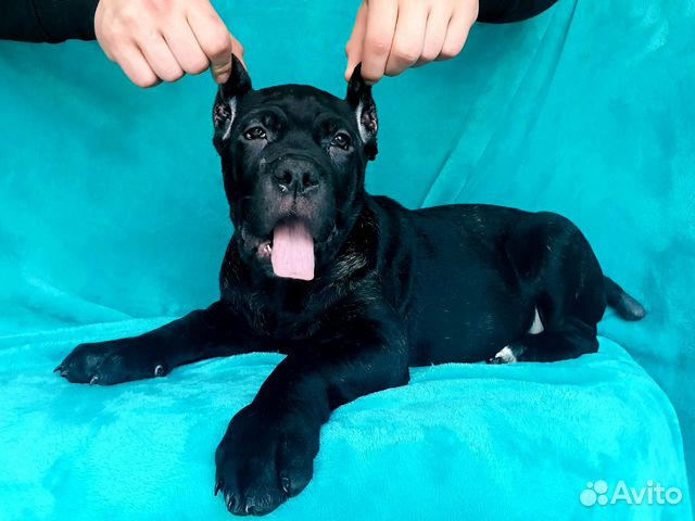 РКФ. Кане Корсо