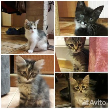 Милые котята ждут своих хозяев)