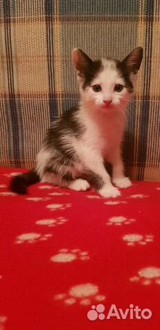 Котенок девочка 2мес домашняя, ручная,здорова