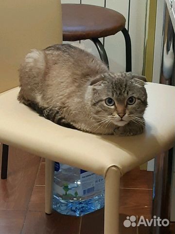 Отдадим кота в хорошие руки