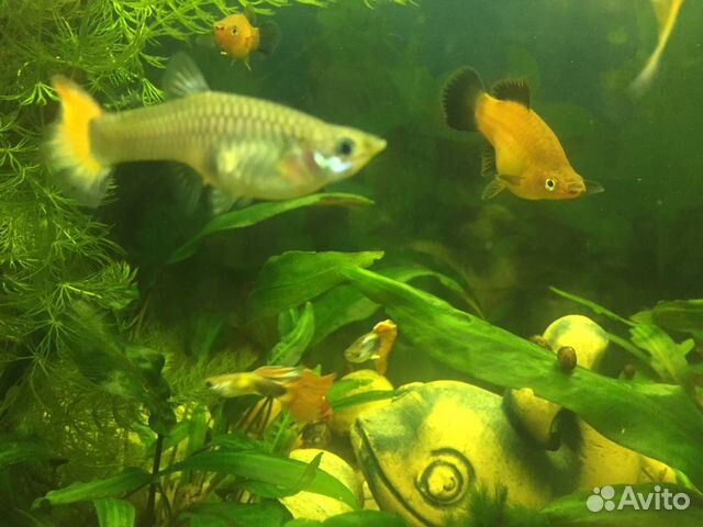 Улитки, гуппи, меченосцы, растения