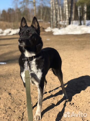 Ищет дом замечательная лаечка Чара,очень добрая и
