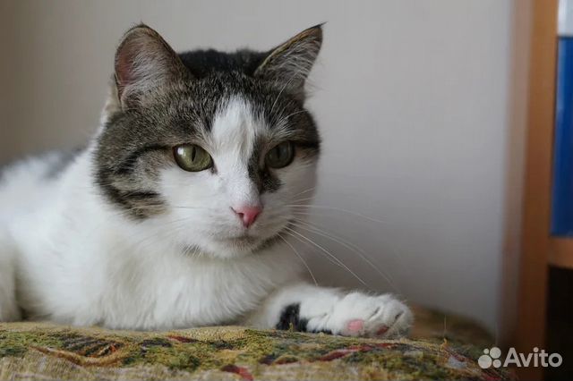 Котик Вайли