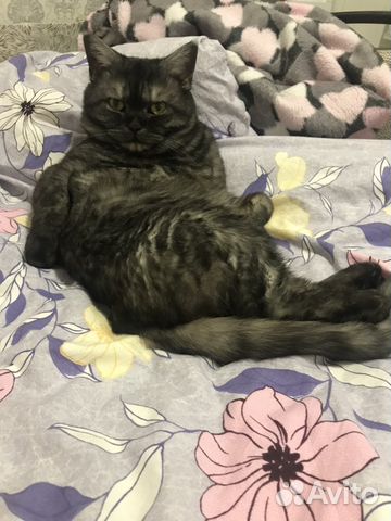 Кот на вязку