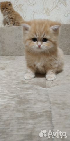 Персидские котята классического типа