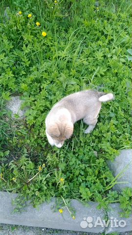 Щенок хаски