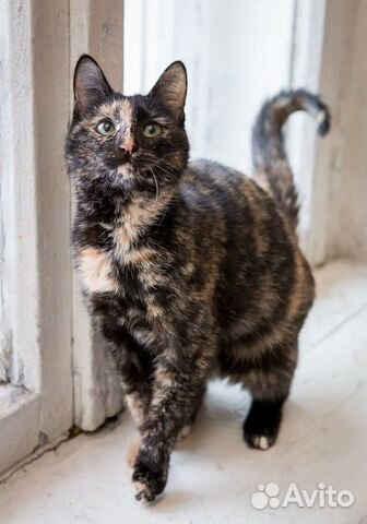 Красотка Милка