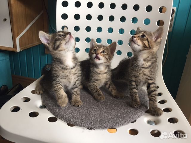 Котята / котёнок