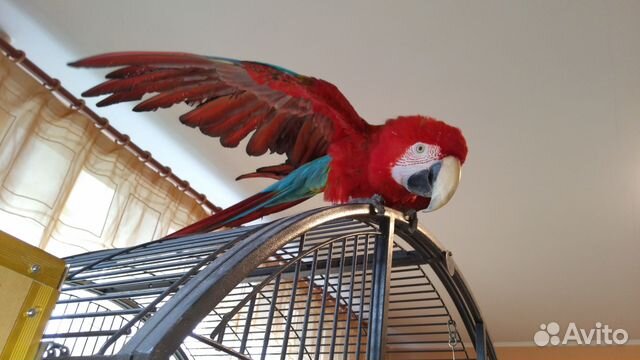 Ара зеленокрылый