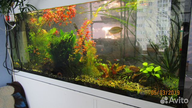 Прополка аквариумов