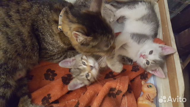 Отдаём чудесных котят в добрые руки