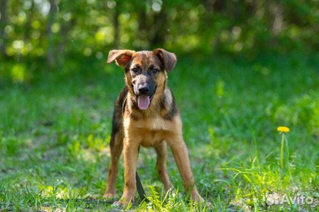 Собака щенок