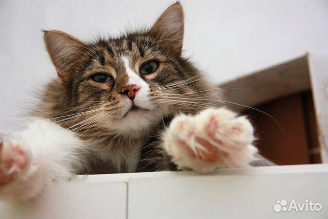 Шикарная сибирячка 3,5 года